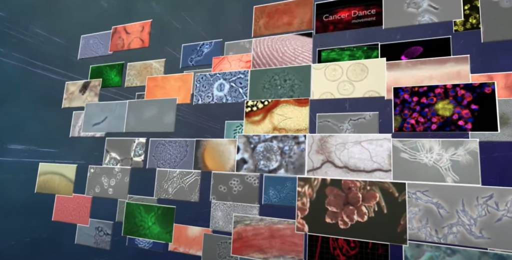 Micro – 顕微鏡撮影・映像制作｜株式会社タイムラプスビジョン Live imaging and Time-lapse ...